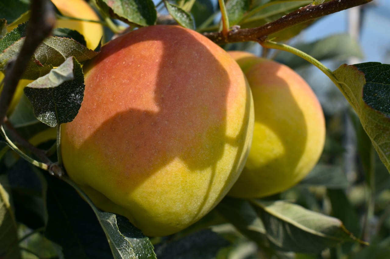 Journée Rubis Gold® 2022